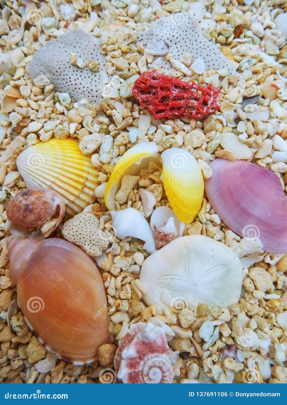 Small shells on the beach stock photo. Image of lesser - 137691106
