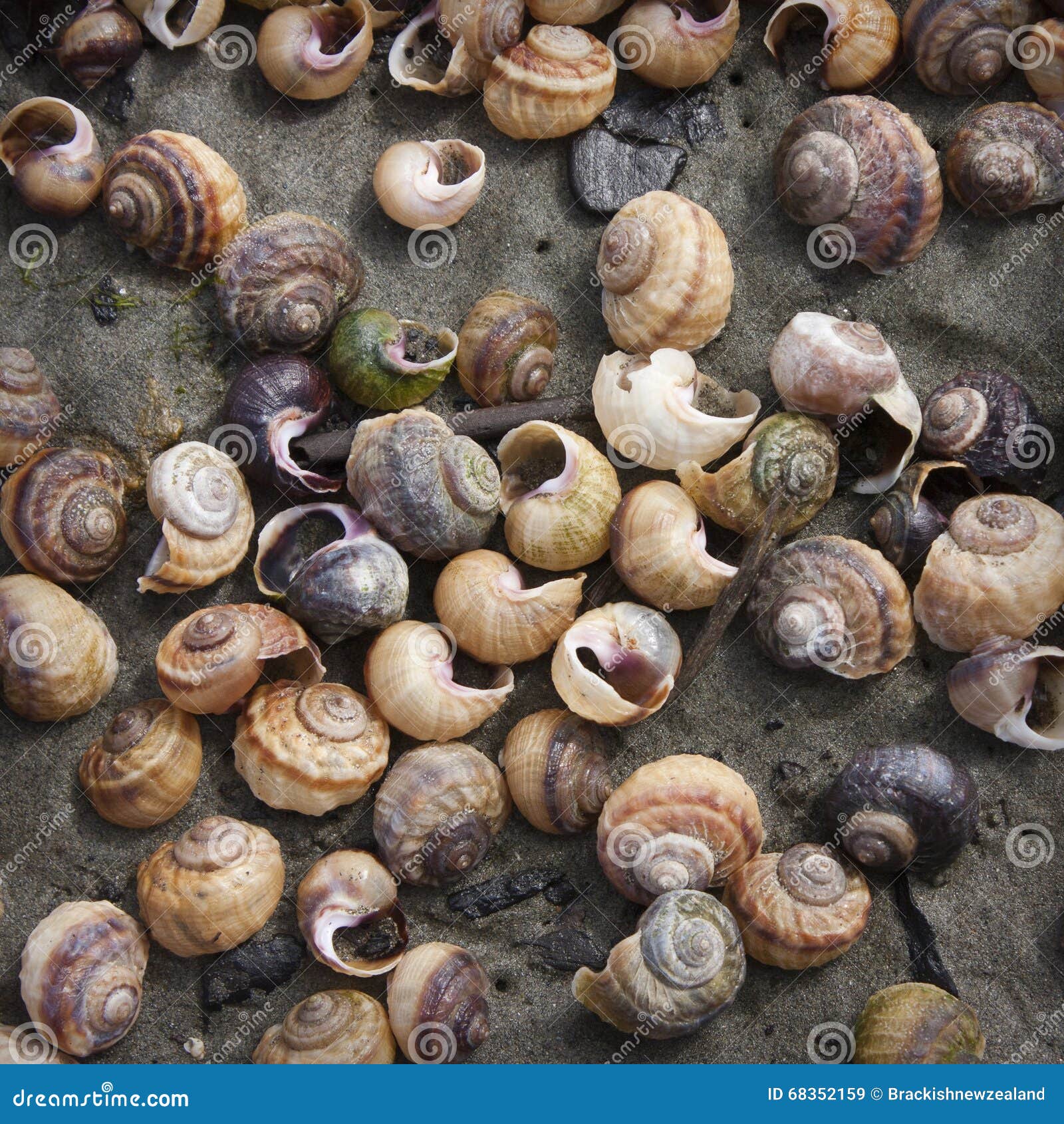 Small shells on beach stock image. Image of foxton, sealife - 68352159
