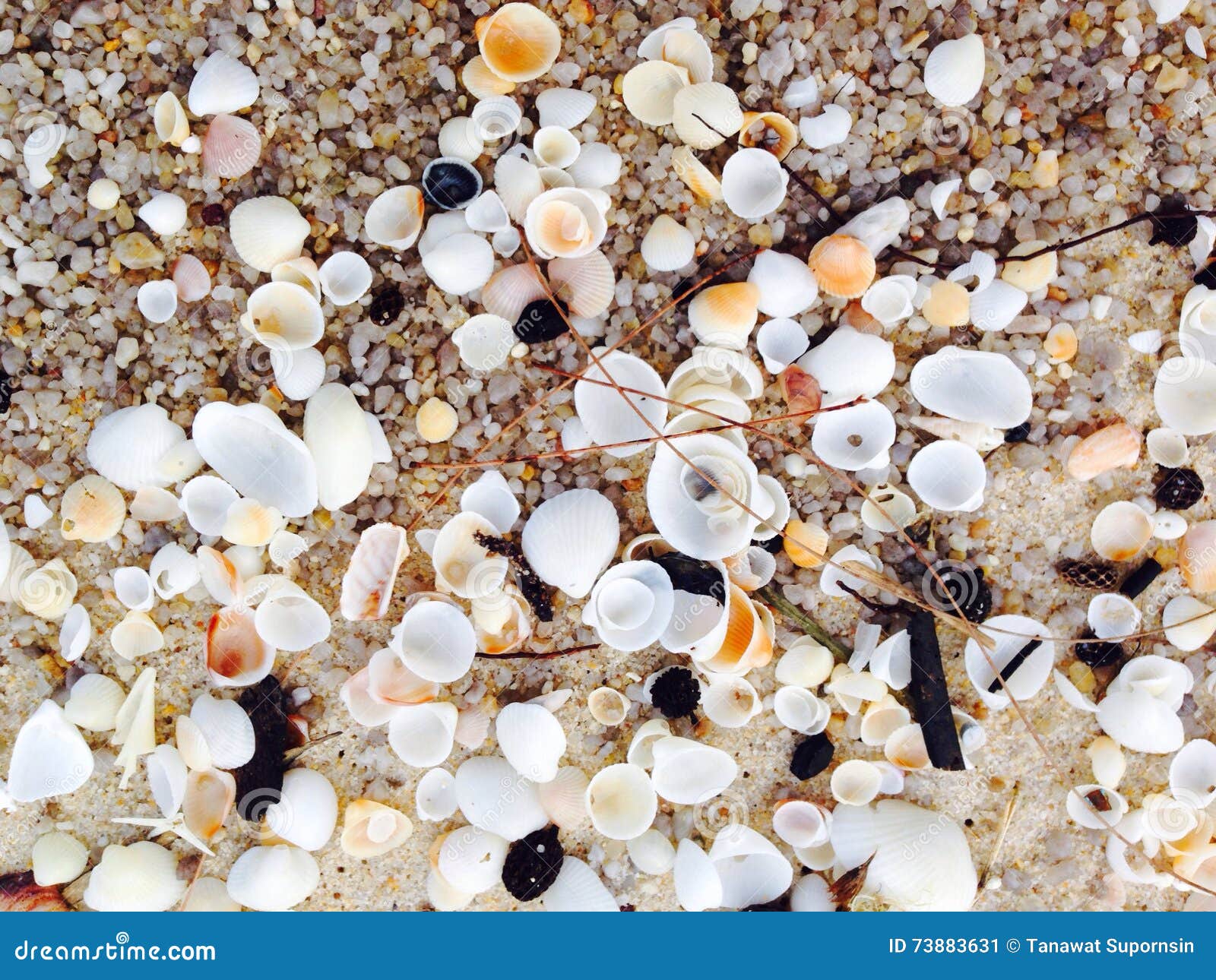 Small Shells on the Beach Wallpaper Stock Image - Image of shells ...