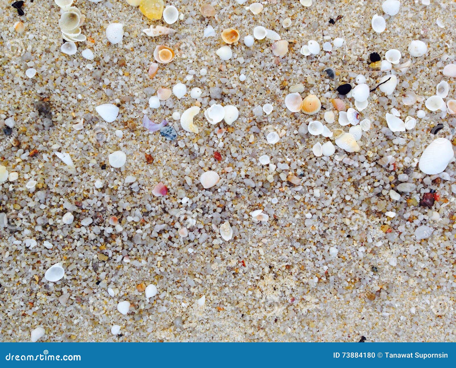 Small Shells on the Beach Wallpaper Stock Photo - Image of close, beach ...