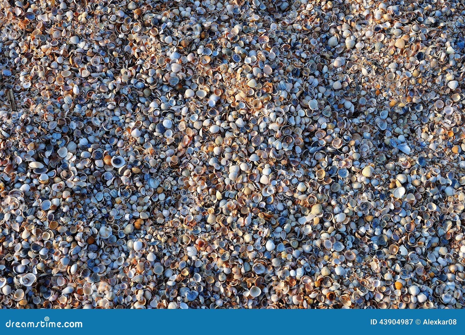 Small shells stock image. Image of nautilus, pearl, light - 43904987