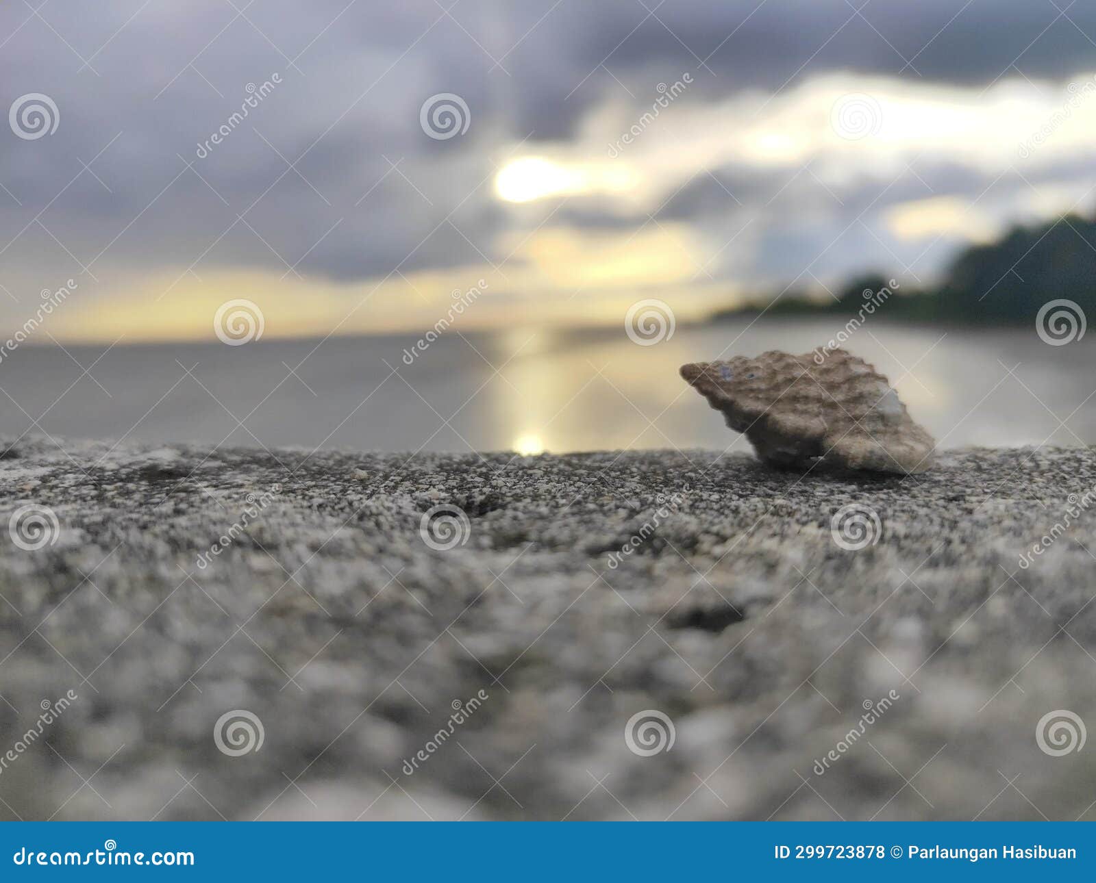 Small Shells on Concrete at the Edge of the Sunset Beach Stock Photo ...