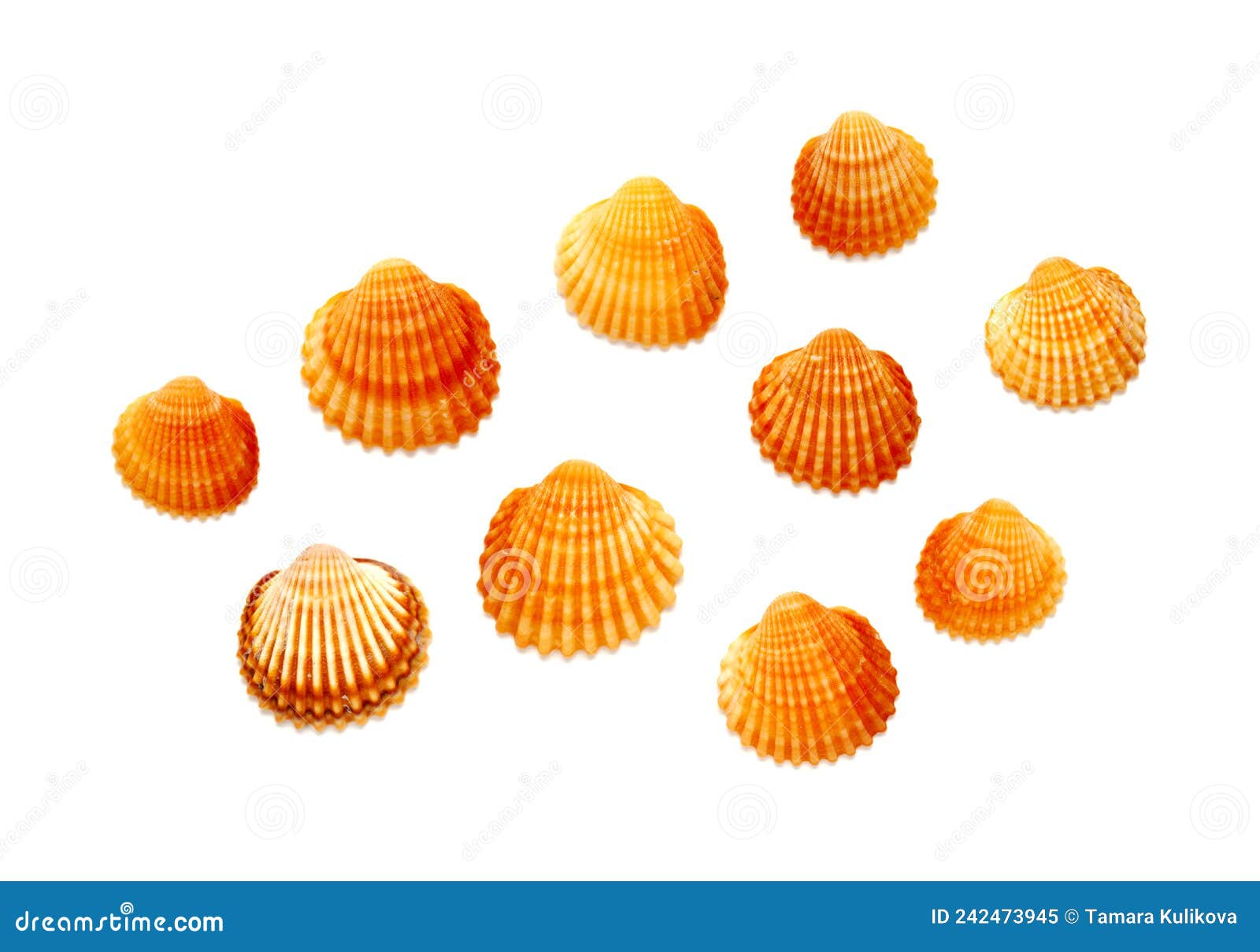 Small Shells of Juvenile Common Cockle, Cerastoderma Edule Stock Image ...