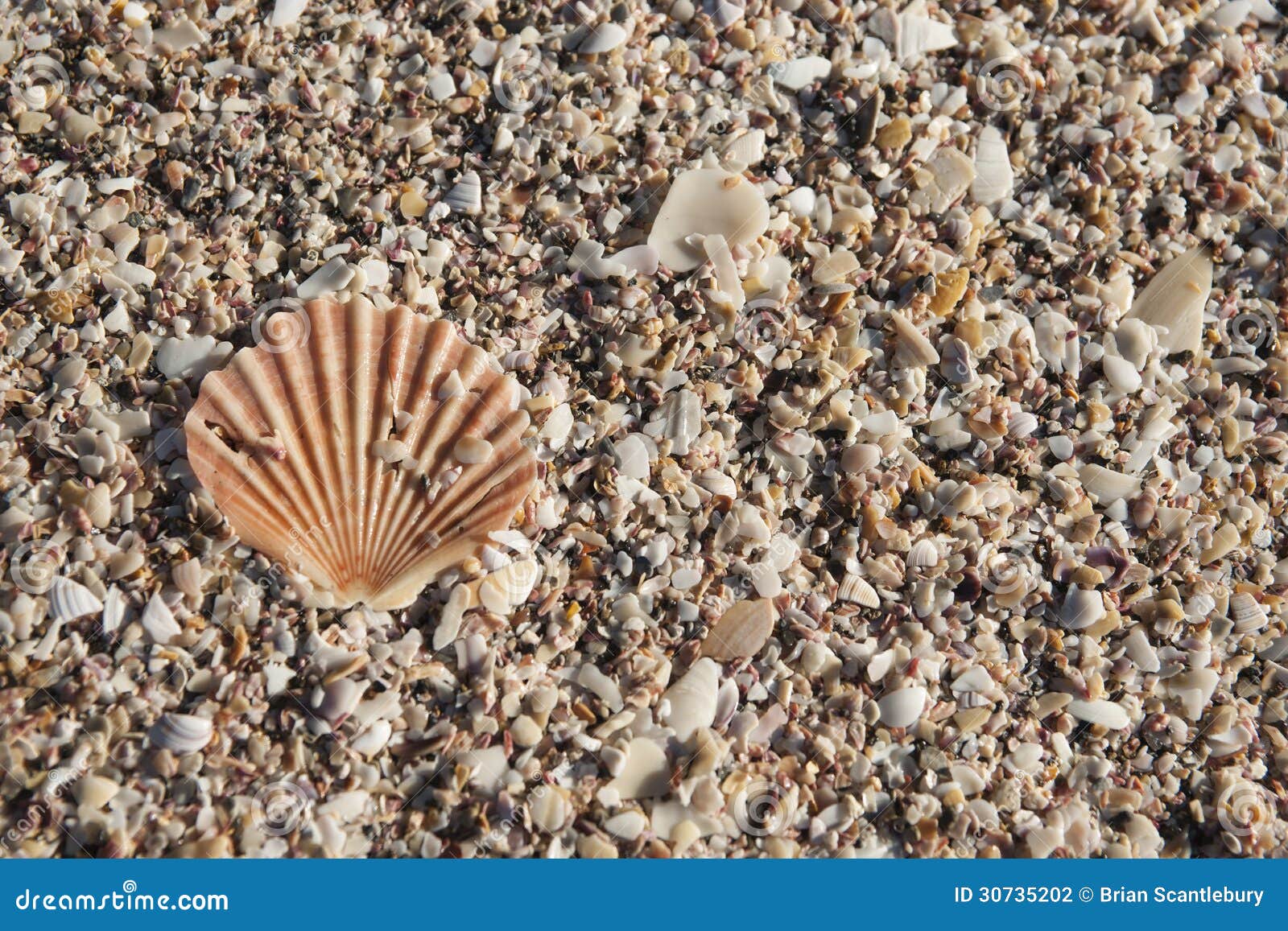 Small shells stock photo. Image of zealand, backgrounds - 30735202