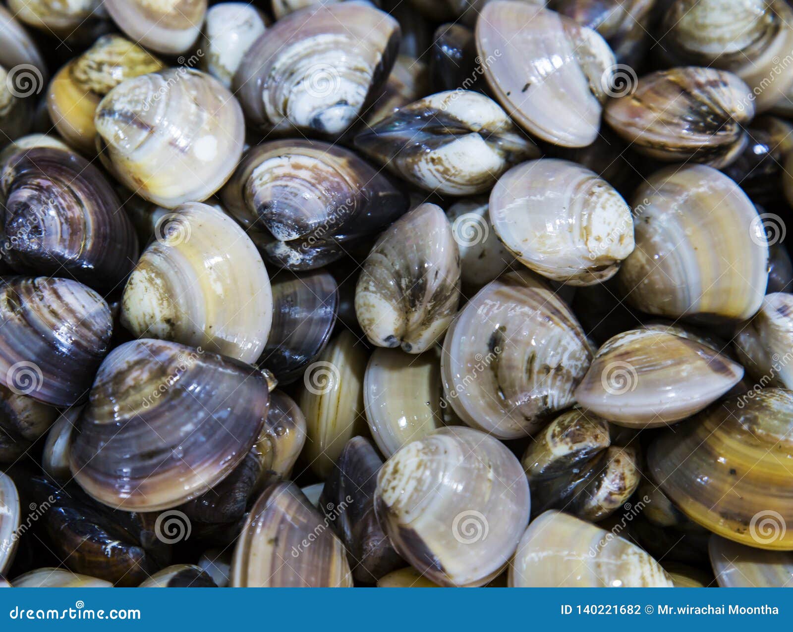 Small Shells of Raw Shells Sold in the Market Stock Photo - Image of ...