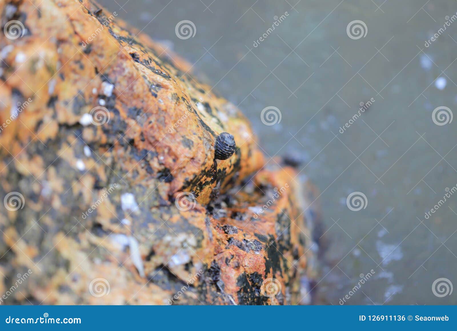 A Small Shells on the Rock at Coast Stock Photo - Image of summer ...