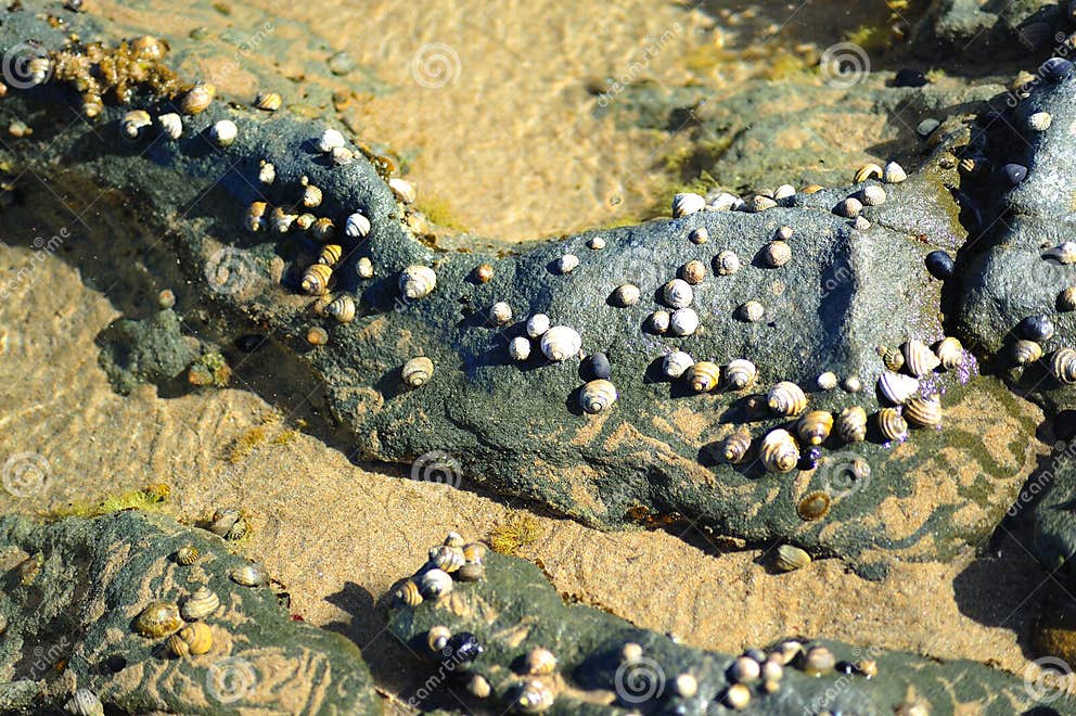 Small Shells stock photo. Image of nature, light, island - 32715844