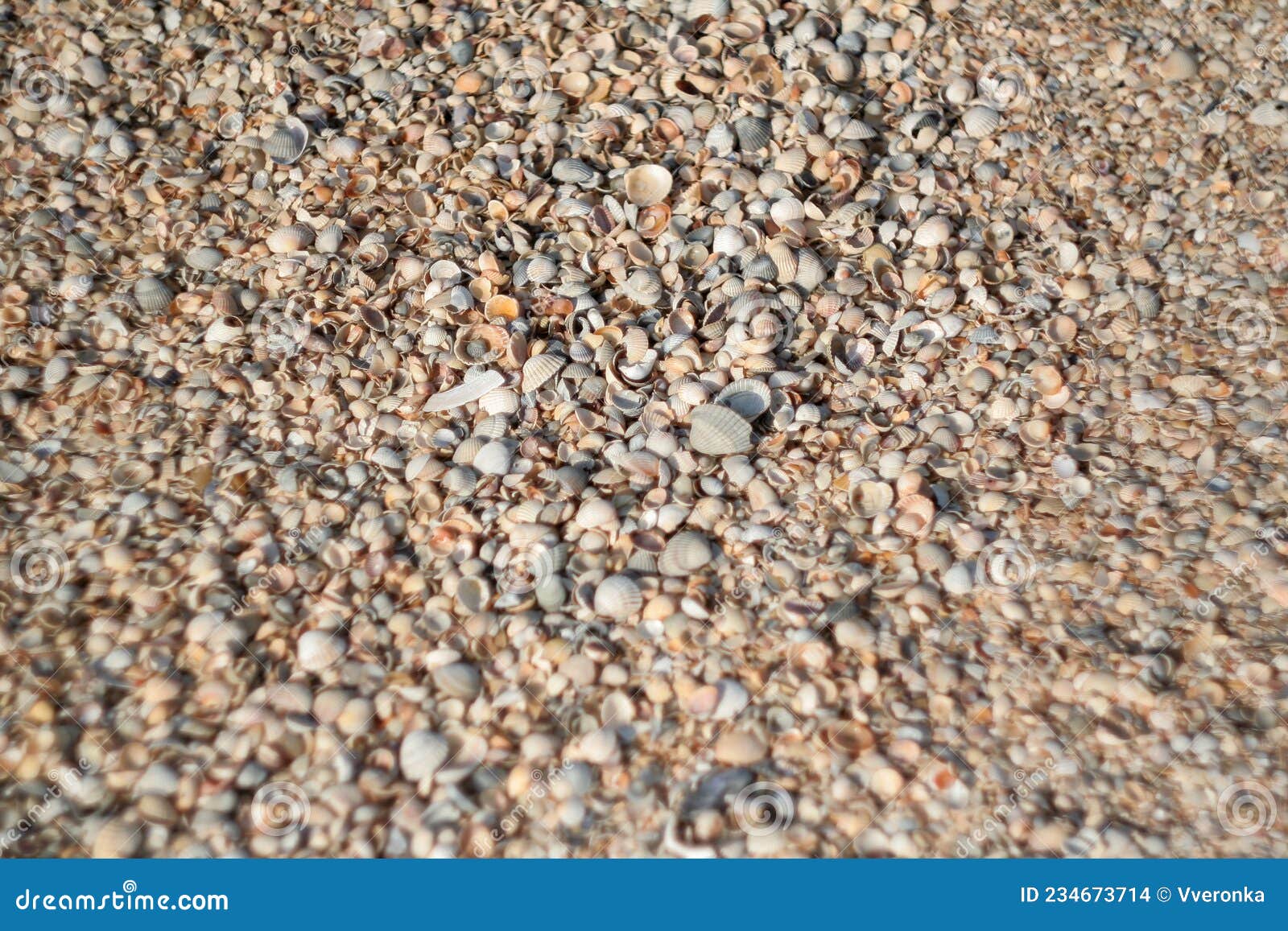 Small Shells on Sand Beach, Selective Focus. Sea Sand and Shells ...