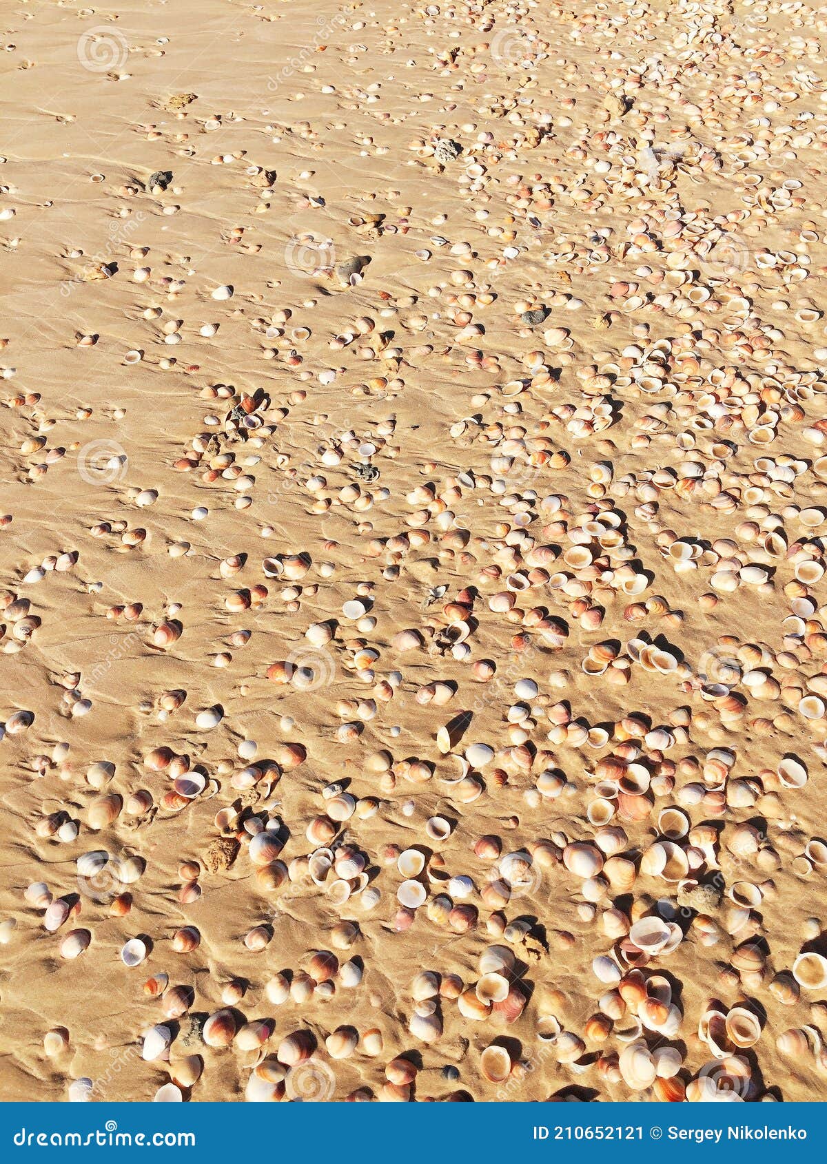 Small Shells on the Sand on the Beach on a Sunny Day. Stock Image ...