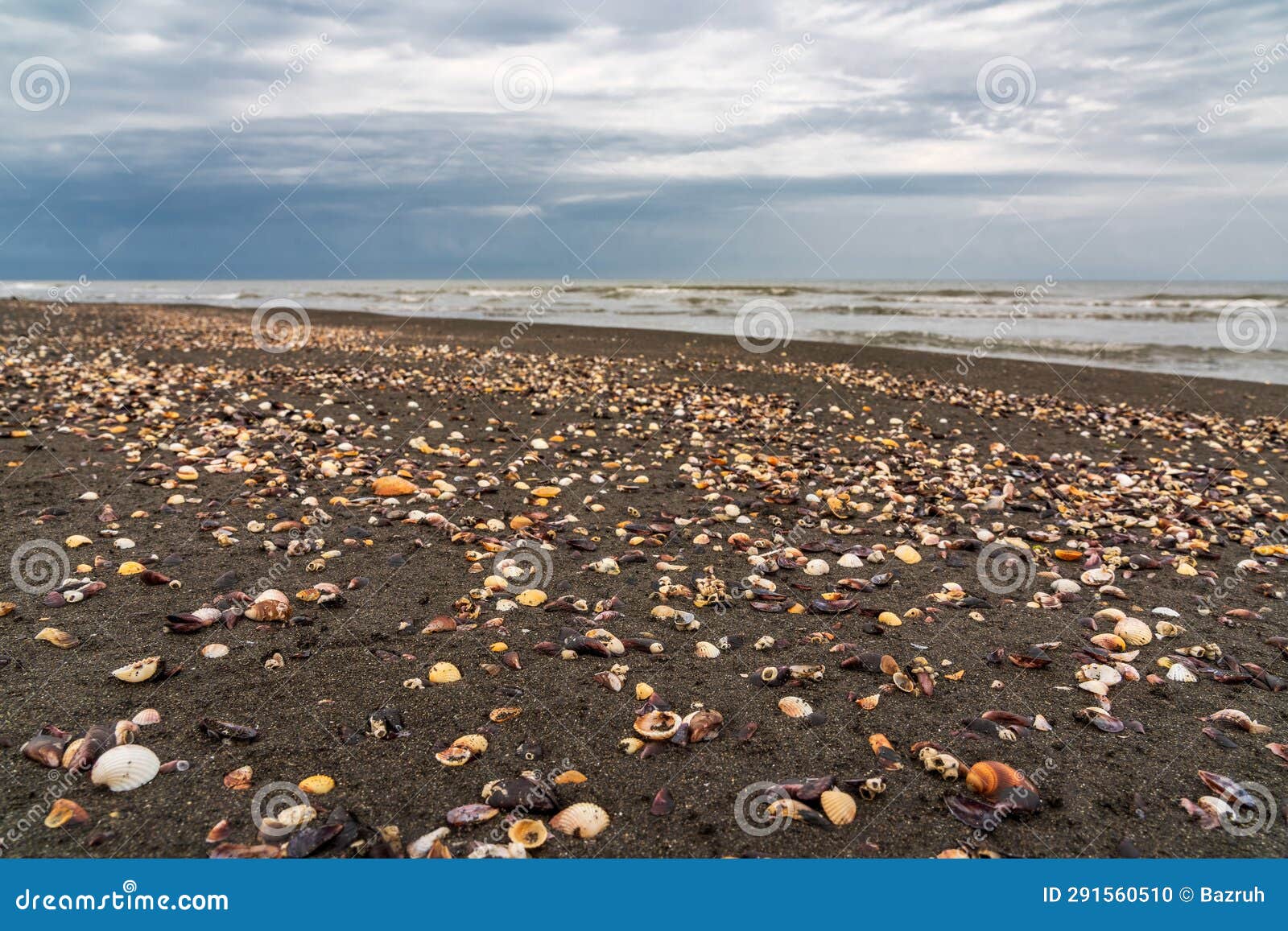 Small Shells on a Sandy Beach. Nature Wallpaper Stock Photo - Image of ...