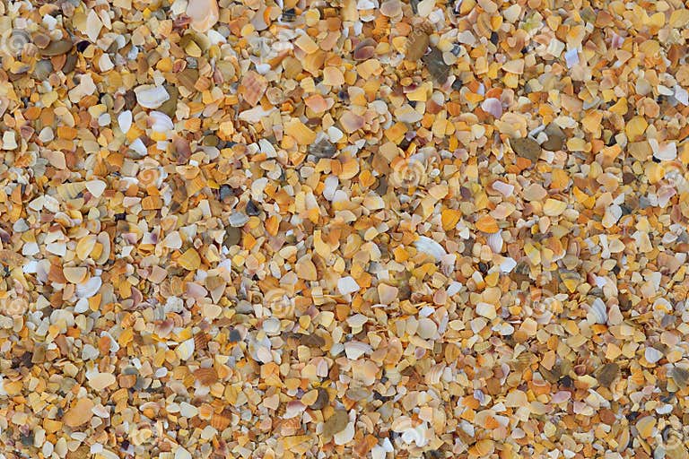 Small Shells Whole and Broken with Sharp Edges are on the Sandy ...