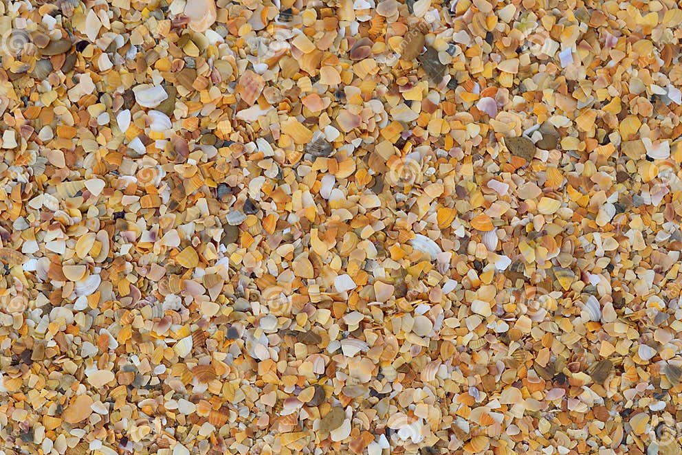 Small Shells Whole and Broken with Sharp Edges are on the Sandy ...