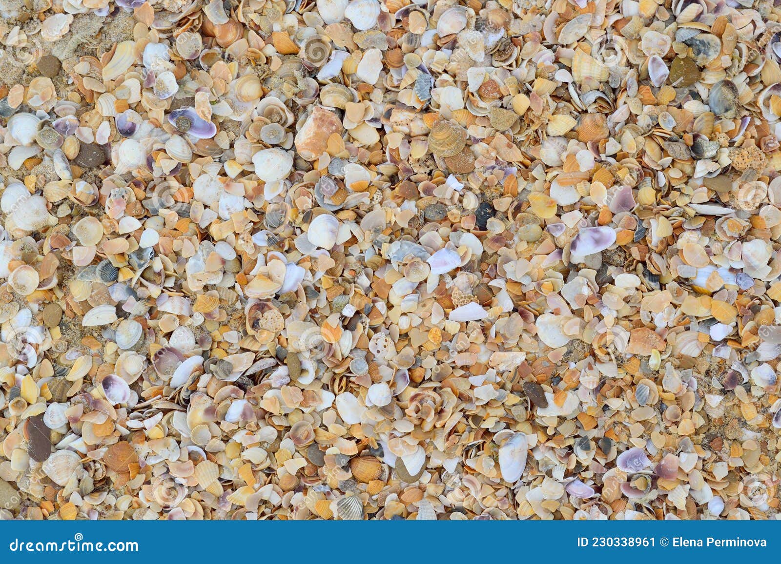 Small Shells Whole and Broken with Sharp Edges are on the Sandy ...