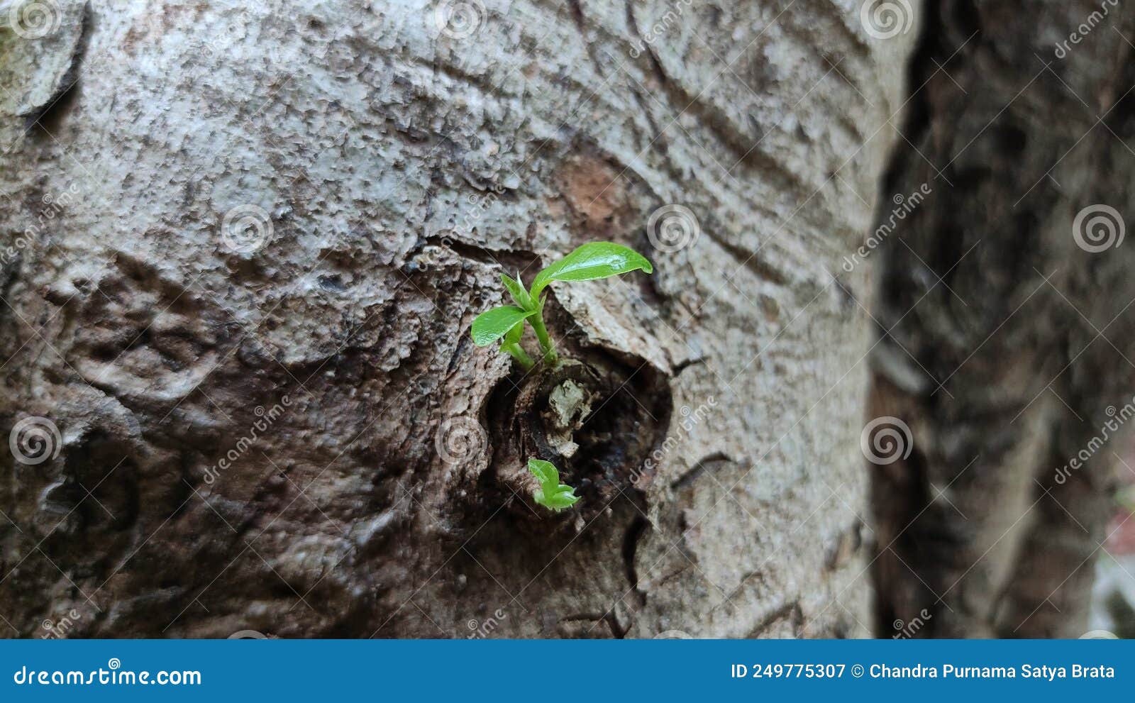 Small Shoots Growing on the Tree Stock Image - Image of nature, green ...