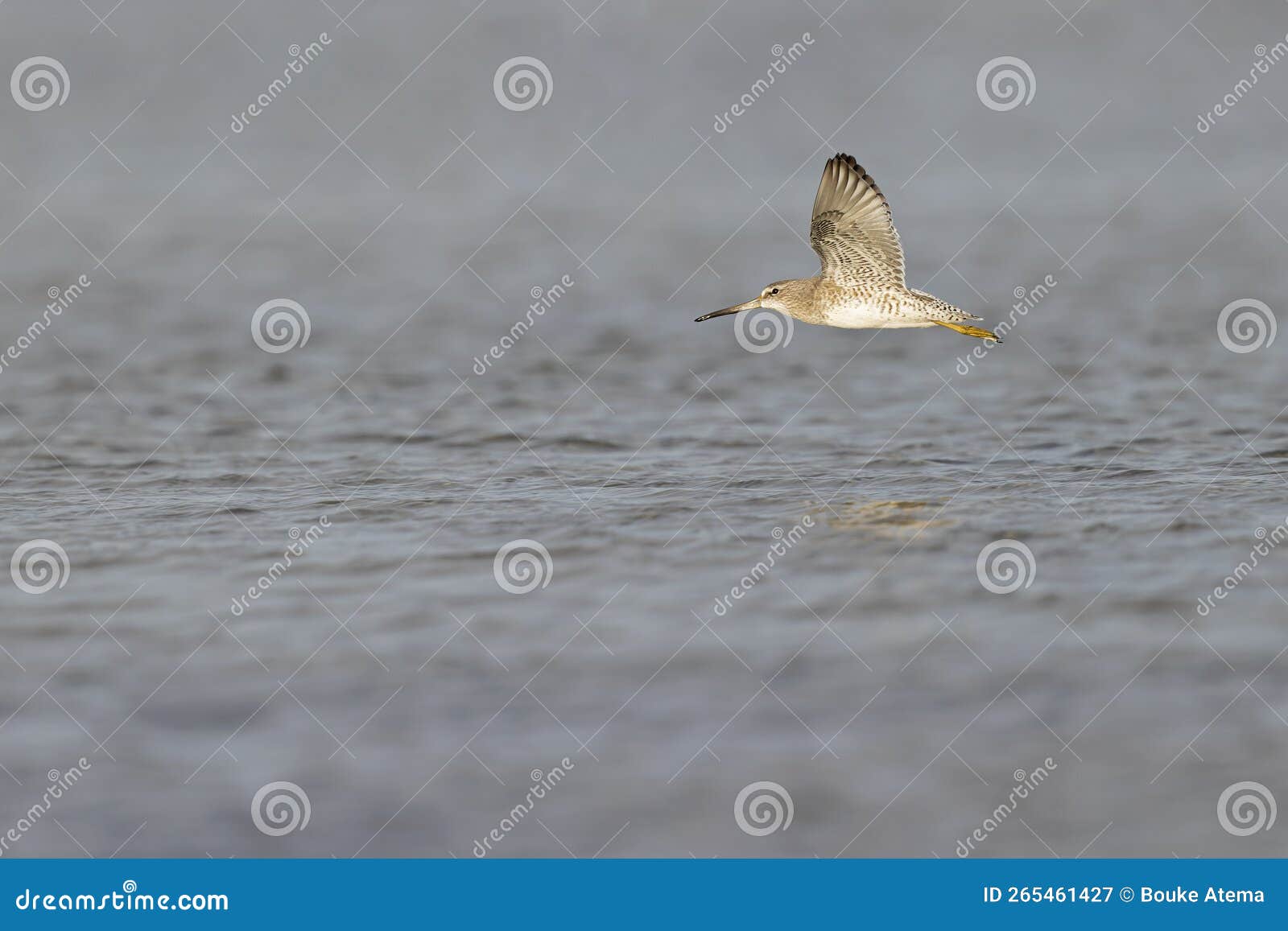 Short-billed Dowitcher in Flight. Stock Image - Image of natural ...