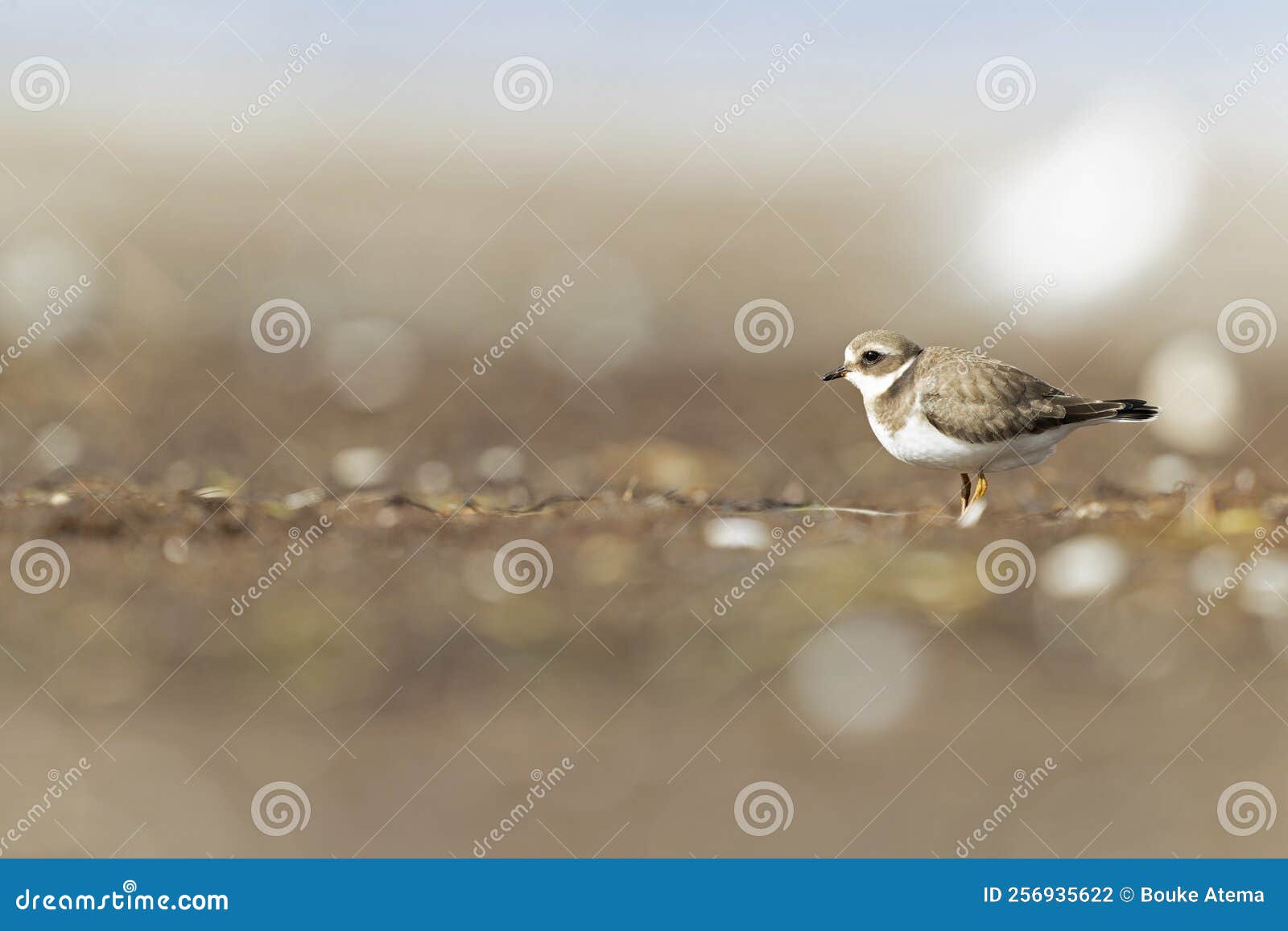 A Common Ringed Plover Foraging during Fall Migration on the Beach ...
