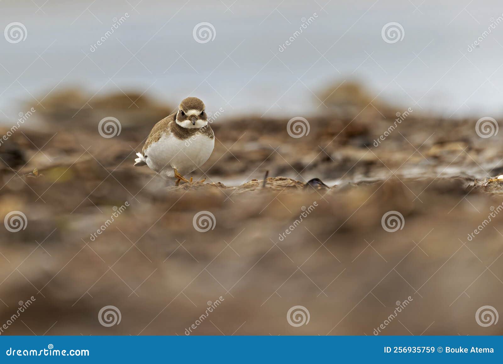 A Common Ringed Plover Foraging during Fall Migration on the Beach ...