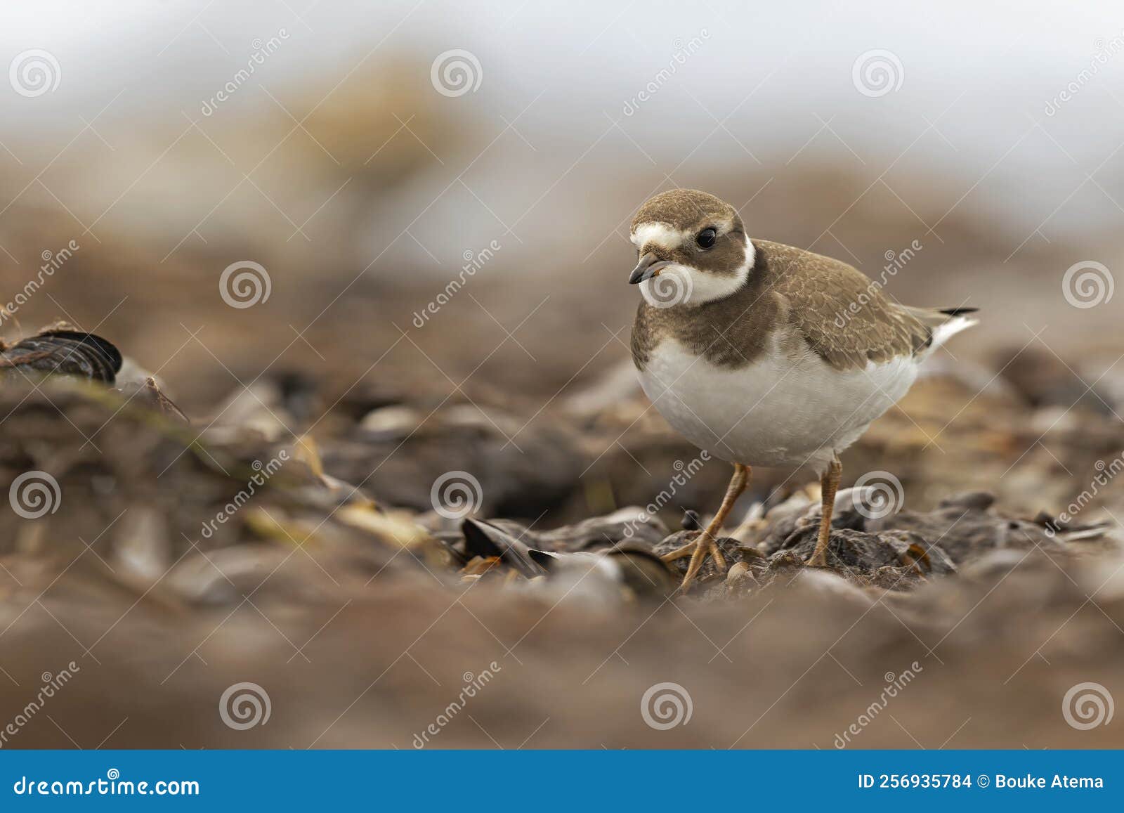 A Common Ringed Plover Foraging during Fall Migration on the Beach ...