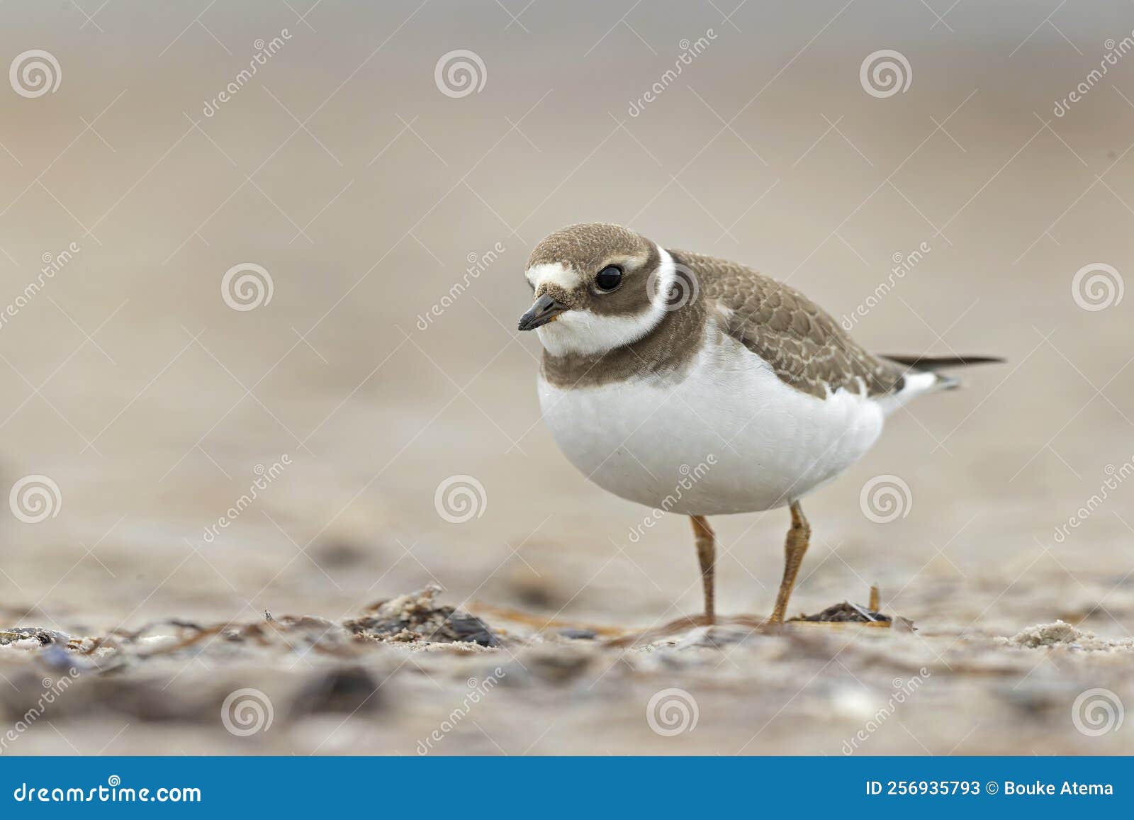 A Common Ringed Plover Foraging during Fall Migration on the Beach ...
