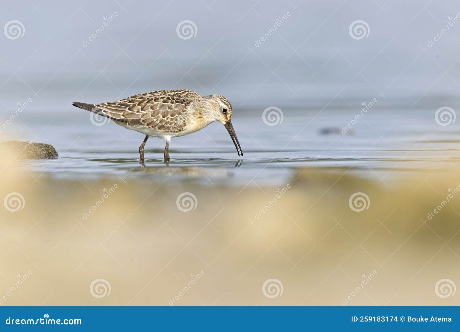 A First Calendar Year Curlew Sandpiper Foraging during Fall Migration ...