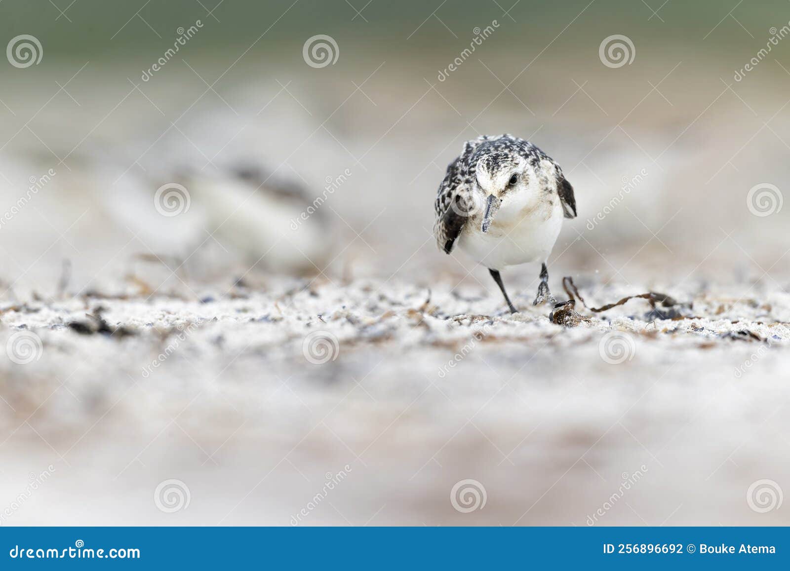 A Sanderling Foraging during Fall Migration on the Beach. Stock Photo ...