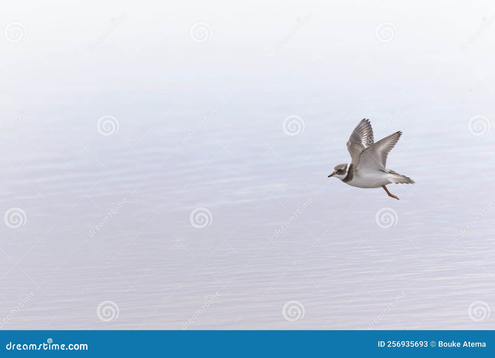 A Common Ringed Plover in Flight during Fall Migration on the Beach ...