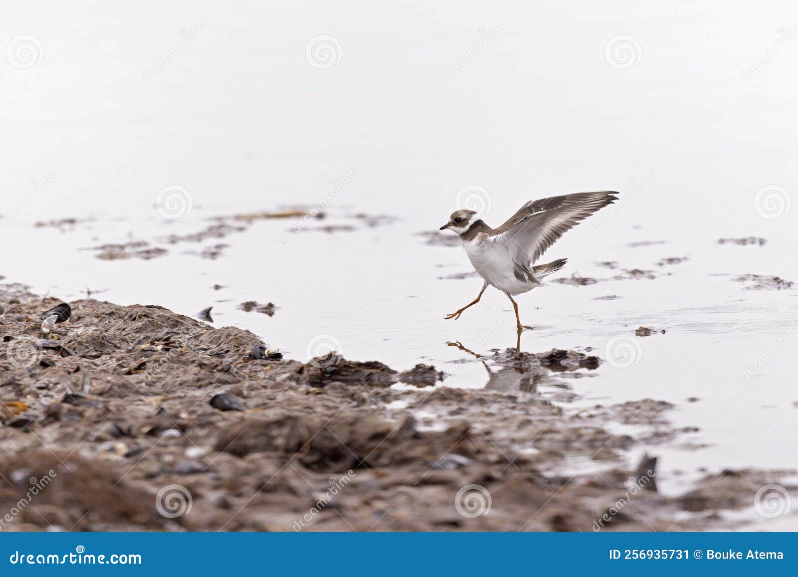 A Common Ringed Plover in Flight during Fall Migration on the Beach ...