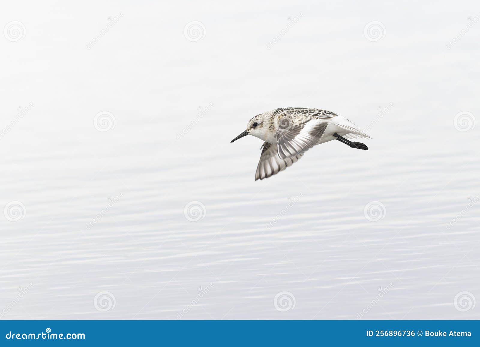 A Sanderling in Flight during Fall Migration on the Beach. Stock Photo ...