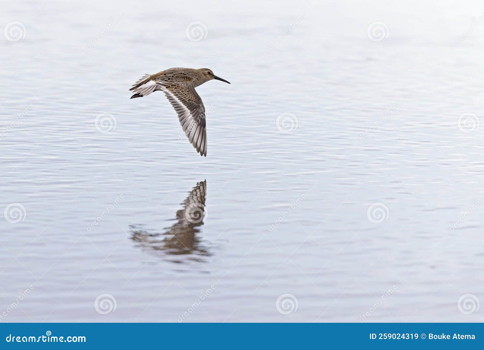 A Dunlin in Flight during Fall Migration on the Beach. Stock Image ...