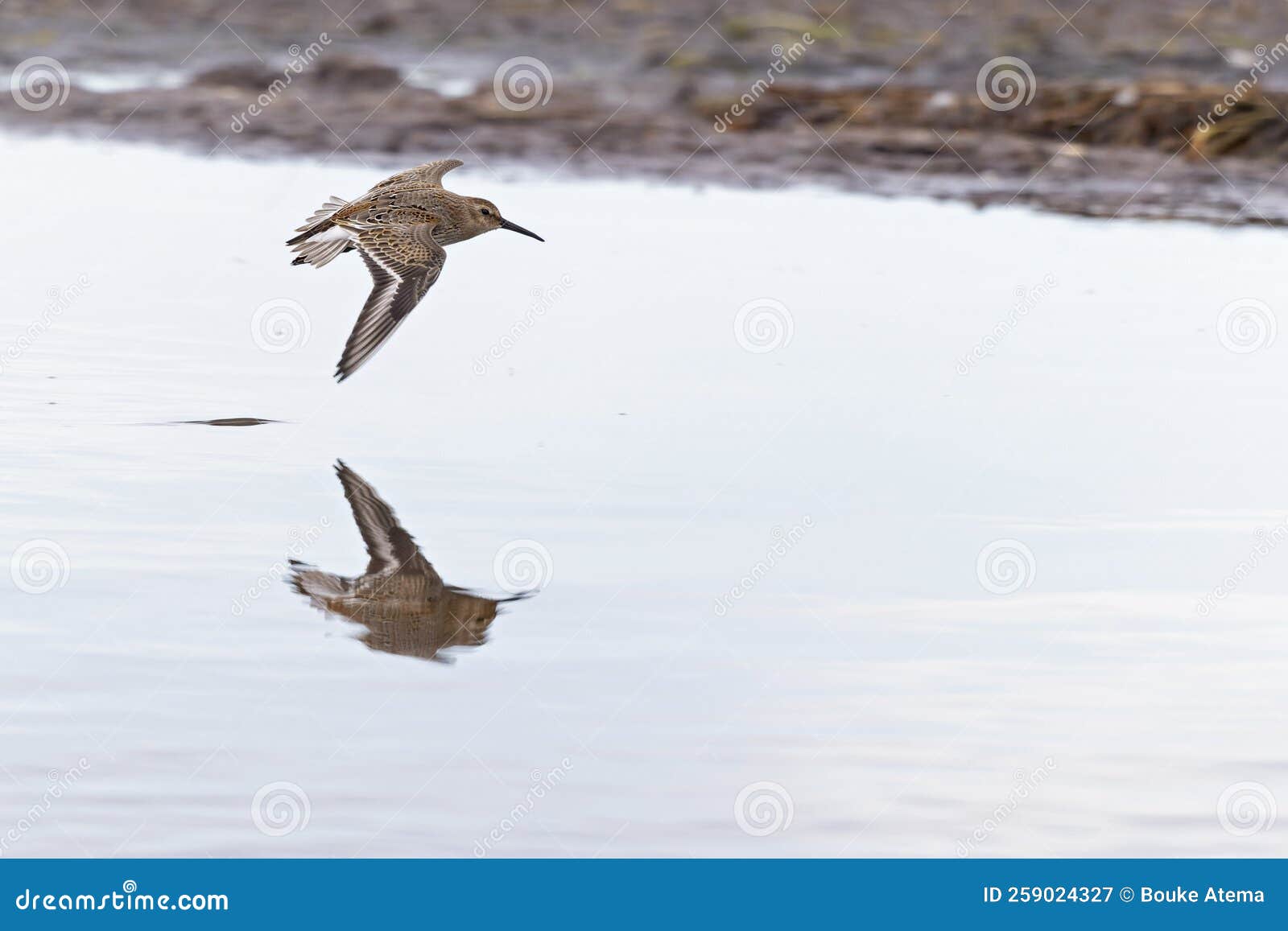 A Dunlin in Flight during Fall Migration on the Beach. Stock Image ...