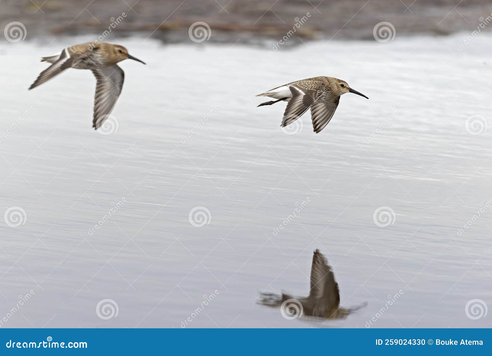 A Dunlin in Flight during Fall Migration on the Beach. Stock Photo ...