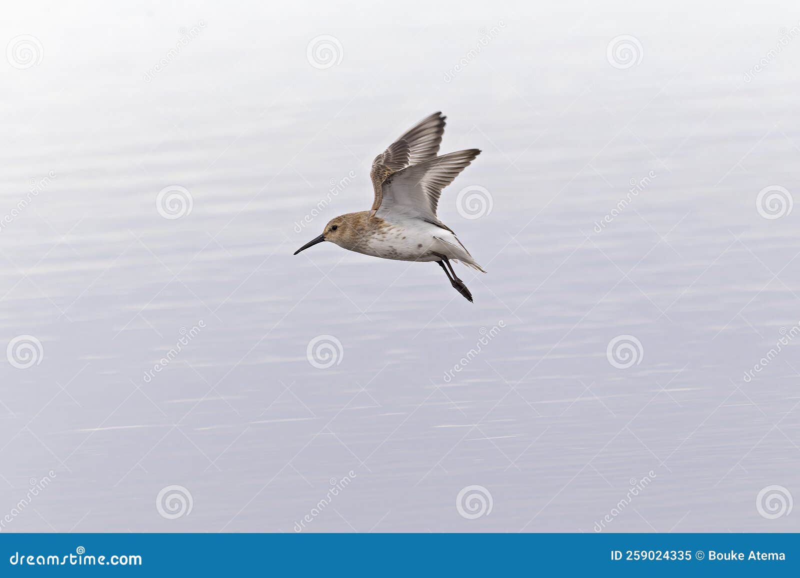 A Dunlin in Flight during Fall Migration on the Beach. Stock Image ...