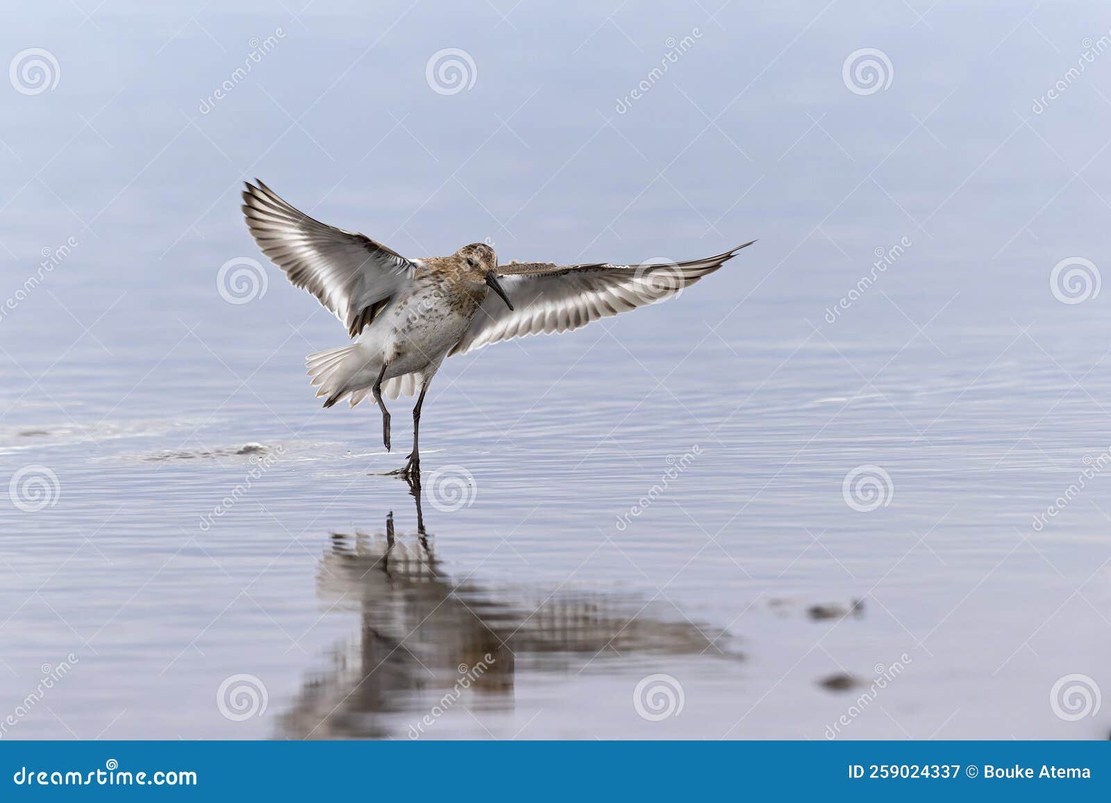 A Dunlin in Flight during Fall Migration on the Beach. Stock Image ...