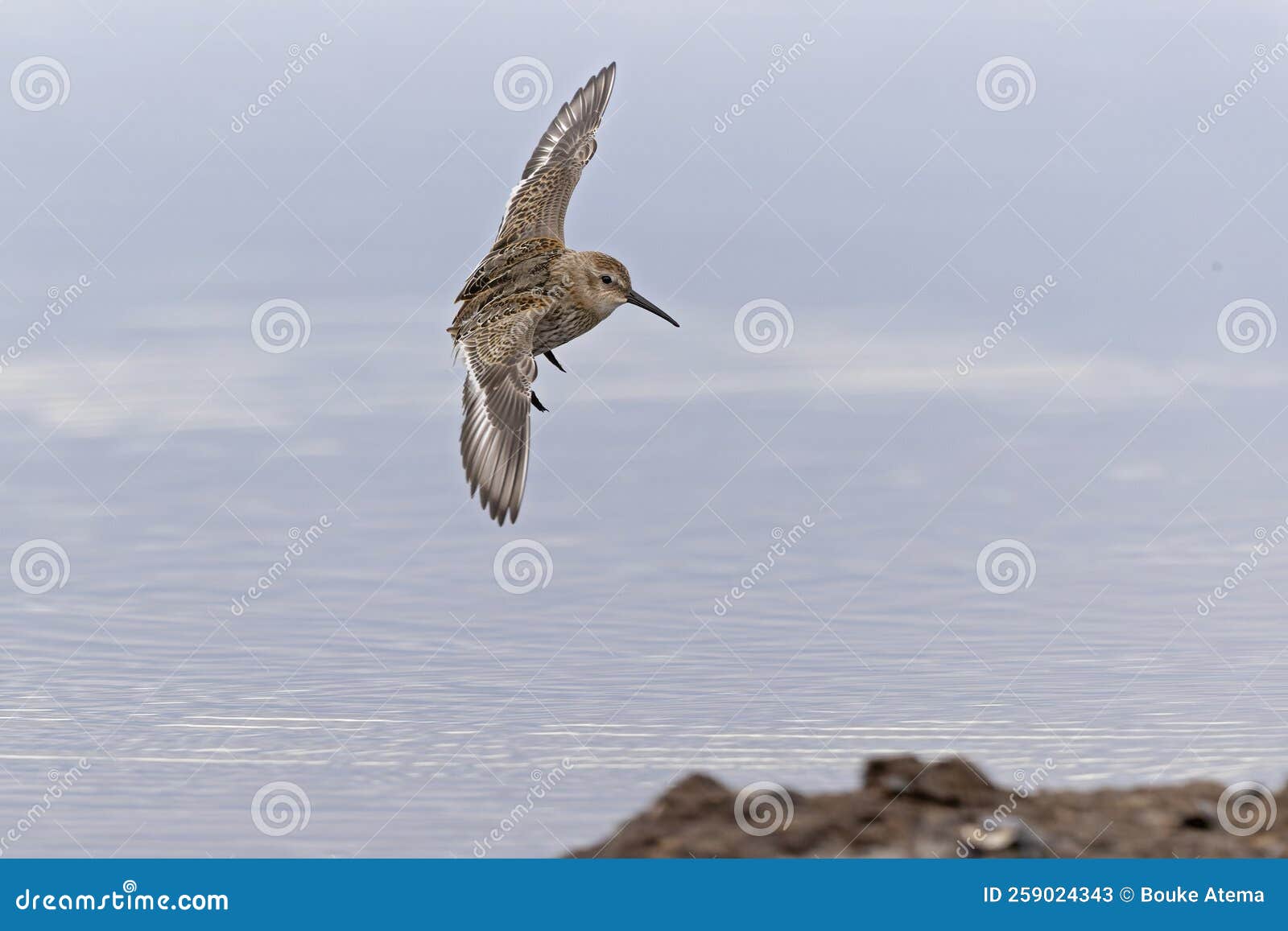 A Dunlin in Flight during Fall Migration on the Beach. Stock Image ...