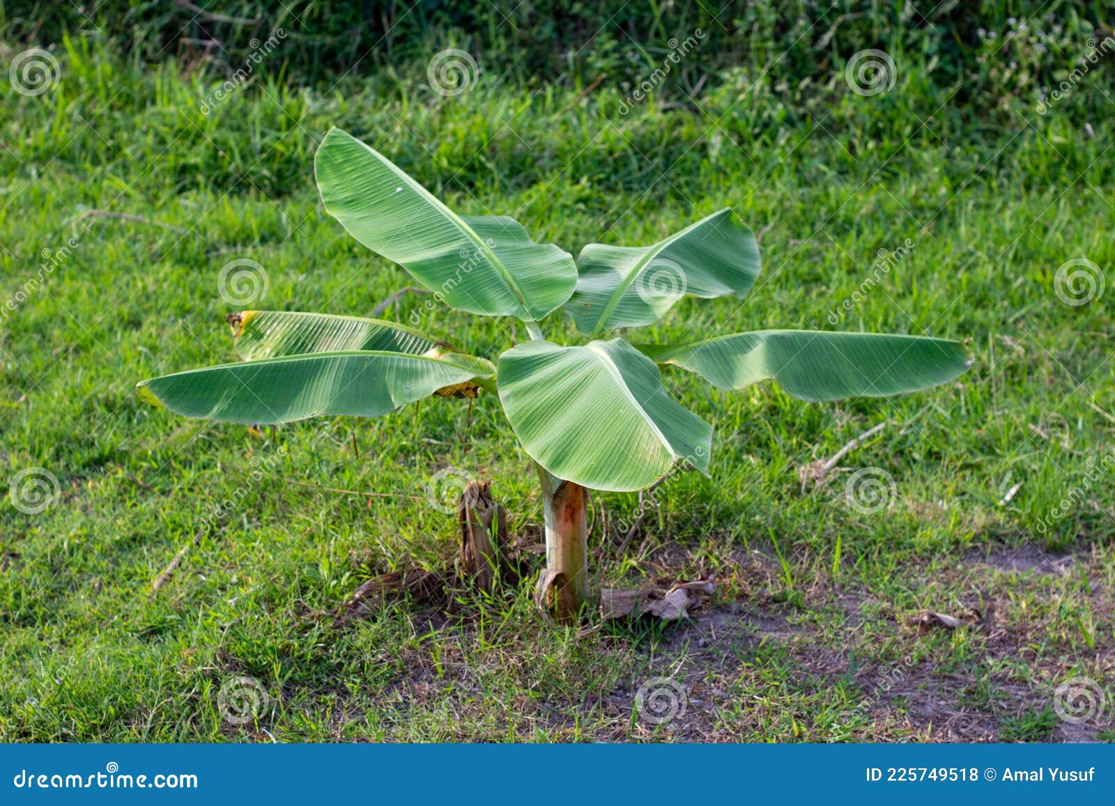 Small And Short Banana Tree Royalty-Free Stock Image | CartoonDealer ...