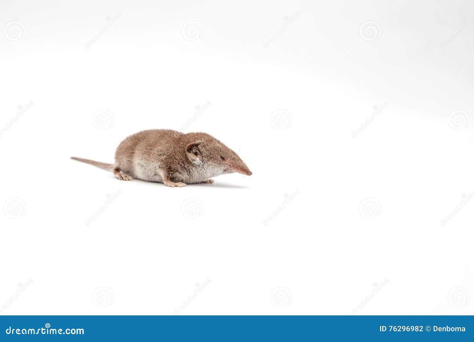 An small shrew stock photo. Image of pest, snout, shot - 76296982
