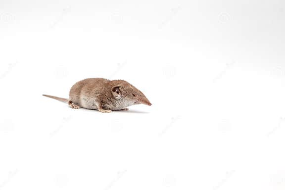 An small shrew stock photo. Image of pest, snout, shot - 76296982