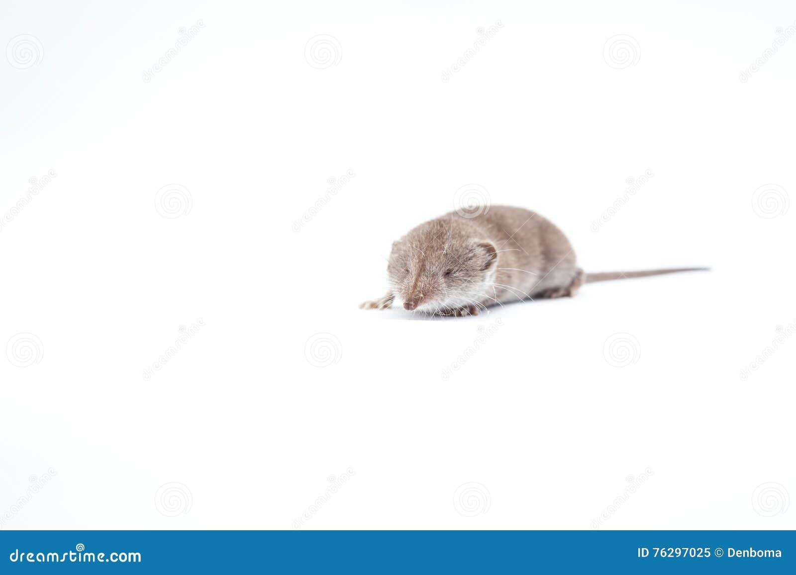 An small shrew stock image. Image of wildlife, animal - 76297025