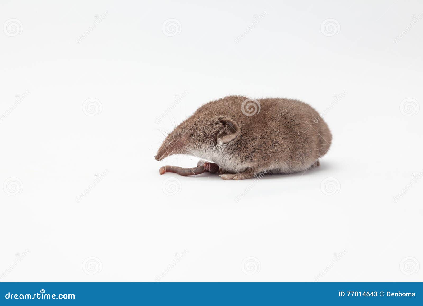 An small shrew stock image. Image of white, head, short - 77814643