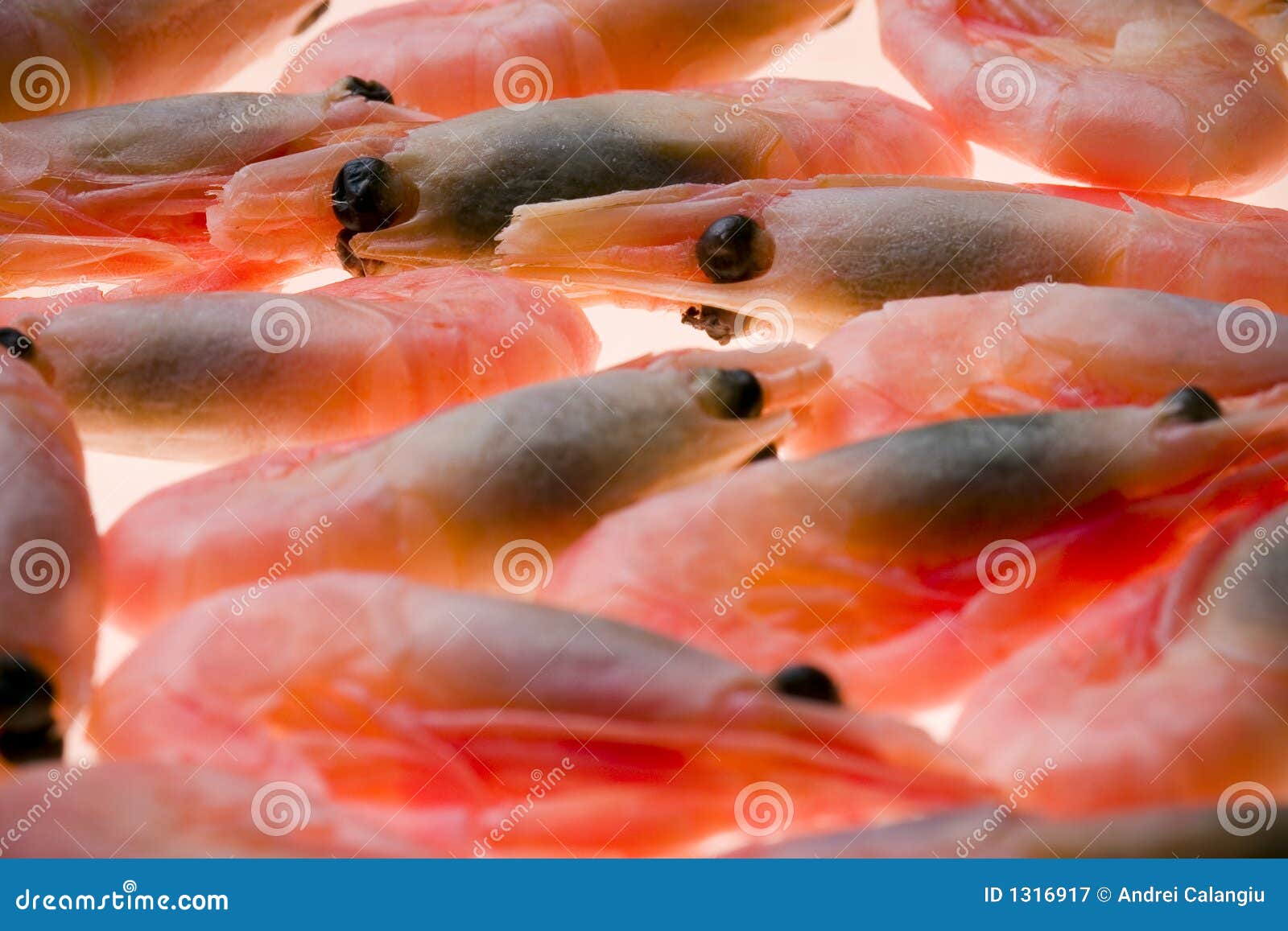 Small Shrimp Picture. Image: 1316917