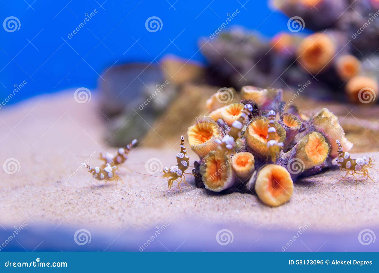 Small shrimp stock photo. Image of seafood, wildlife - 58123096