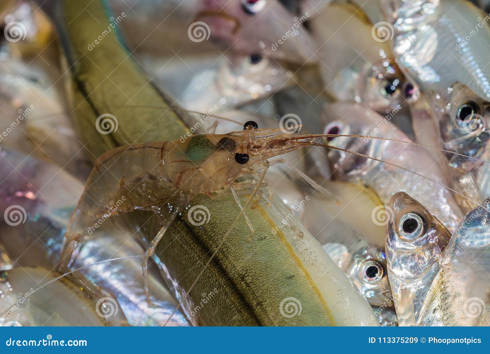 Small shrimp stock image. Image of small, fish, food - 113375209