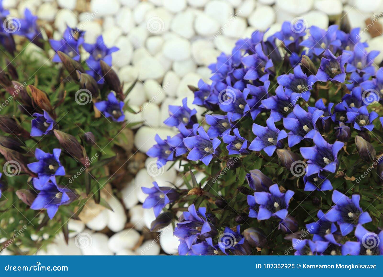 Small Shrub with Blue Flowers on White Pebbles Background Stock Image ...