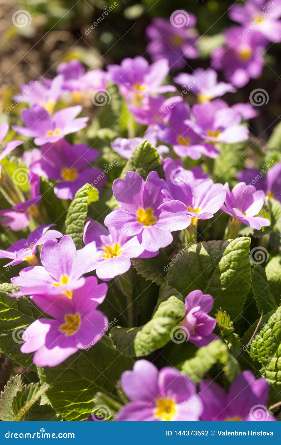 Small Shrubs of Spring Garden and Wild Flowers Primrose, Primula. Stock ...