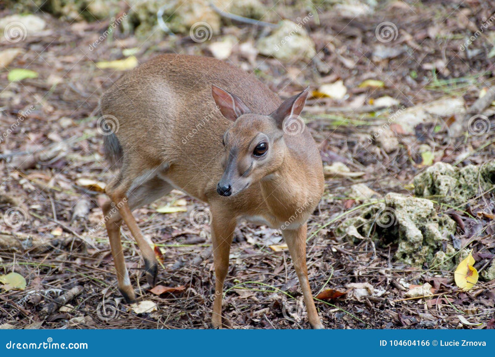 Small shy deer in a forest stock photo. Image of asian - 104604166