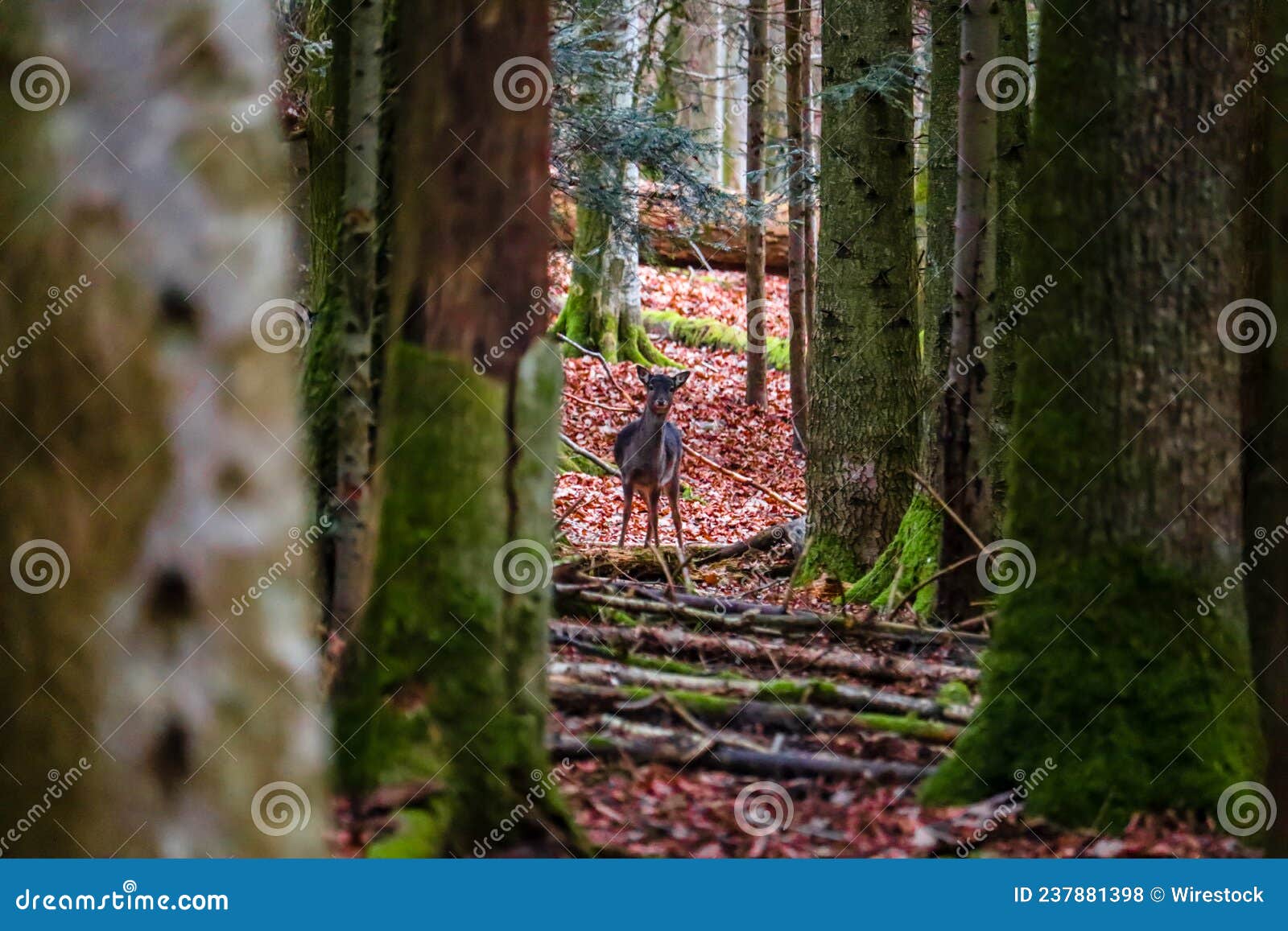 Small Shy Doe in an Autumn Forest Stock Photo - Image of antlers, deer ...