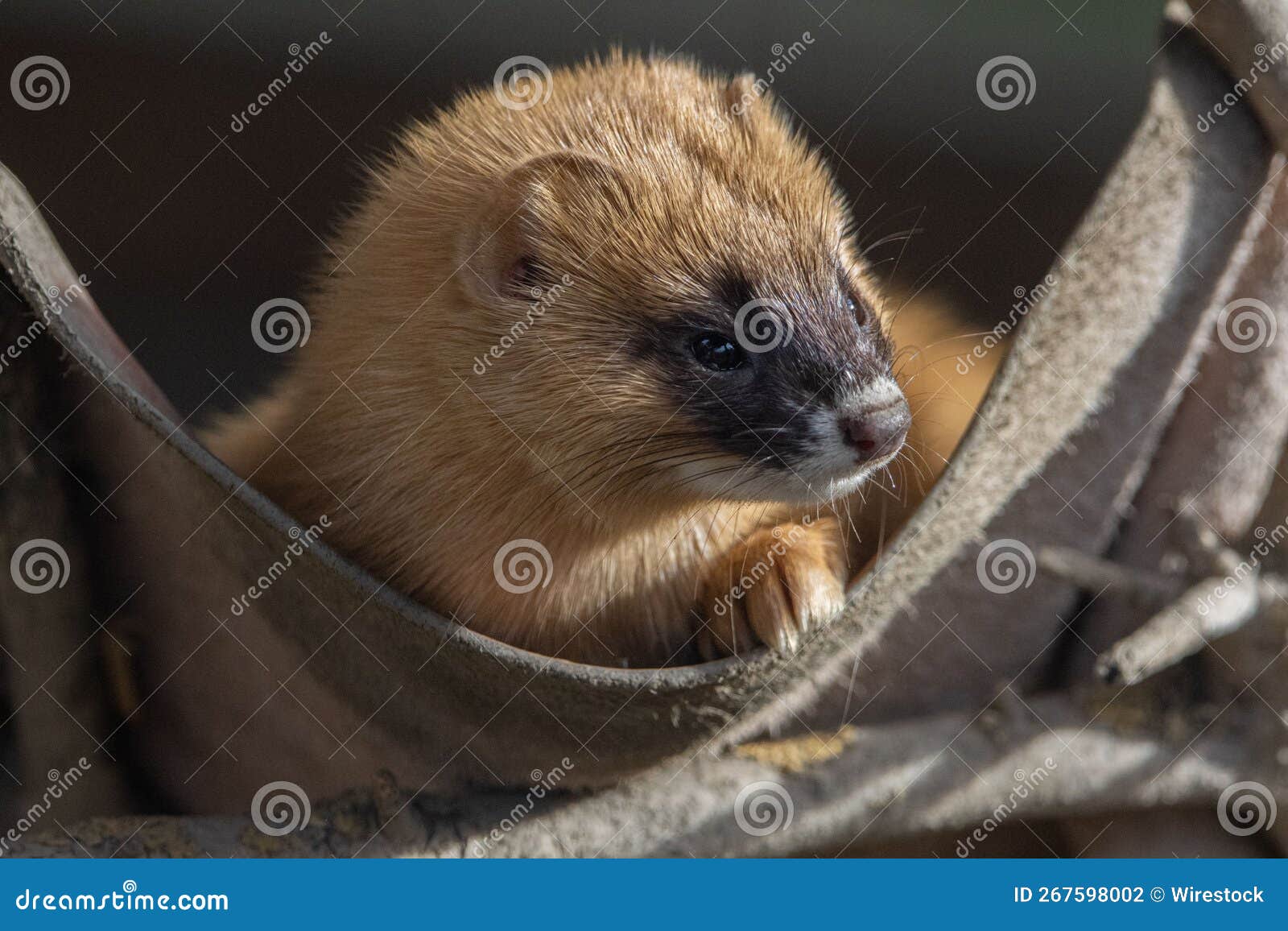 Small Siberian Skunk in Hammock Stock Photo - Image of medium, polecat ...
