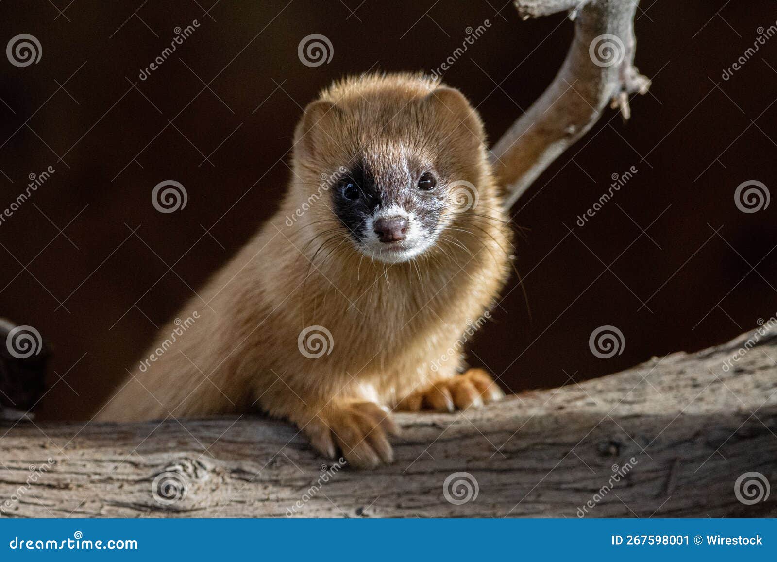 Small Siberian Skunk Perching on Wood Stock Image - Image of kolonok ...