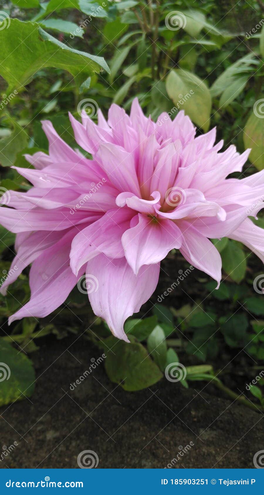 Small Side View of Daisy from Garden Stock Image - Image of small, view ...