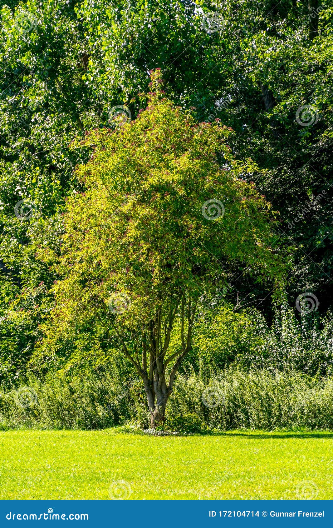 Broadleaf tree on a meadow stock photo. Image of nature - 172104714